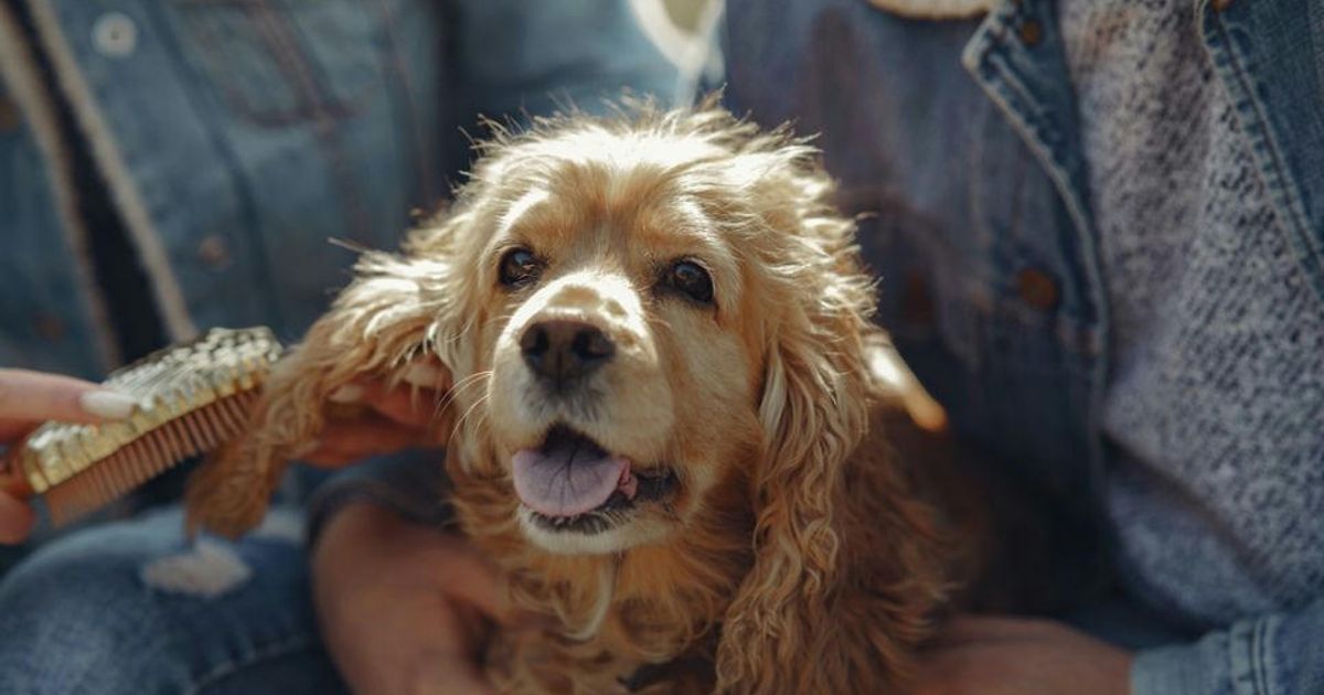 Itchy skin in dogs - why is your dog scratching? | Green Petfood